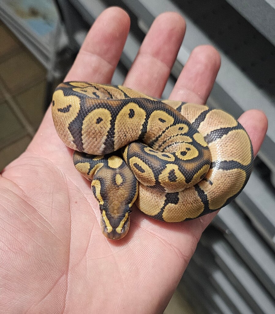 Hatchling ID Confirmation? - Ball Pythons - MorphMarket Reptile Community