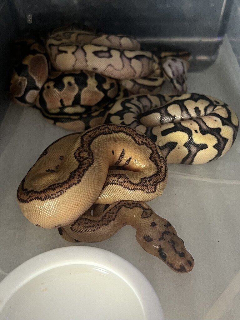 New clutch! Did they prove? - Ball Pythons - MorphMarket Reptile Community