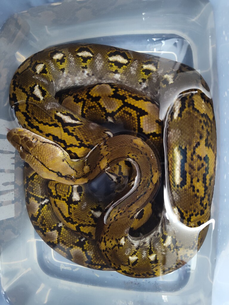 Mystery retics - Reticulated Pythons - MorphMarket Reptile Community