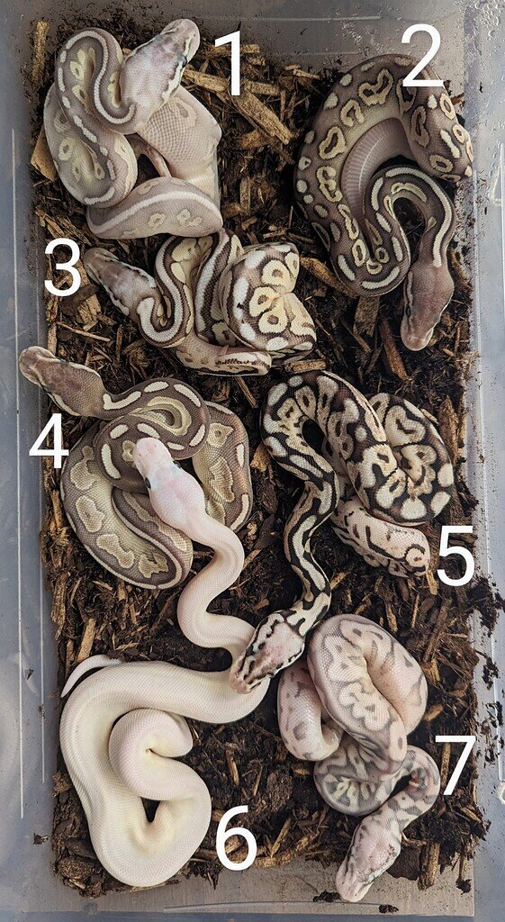 Help to ID my first clutch please! - Ball Pythons - MorphMarket Reptile Community