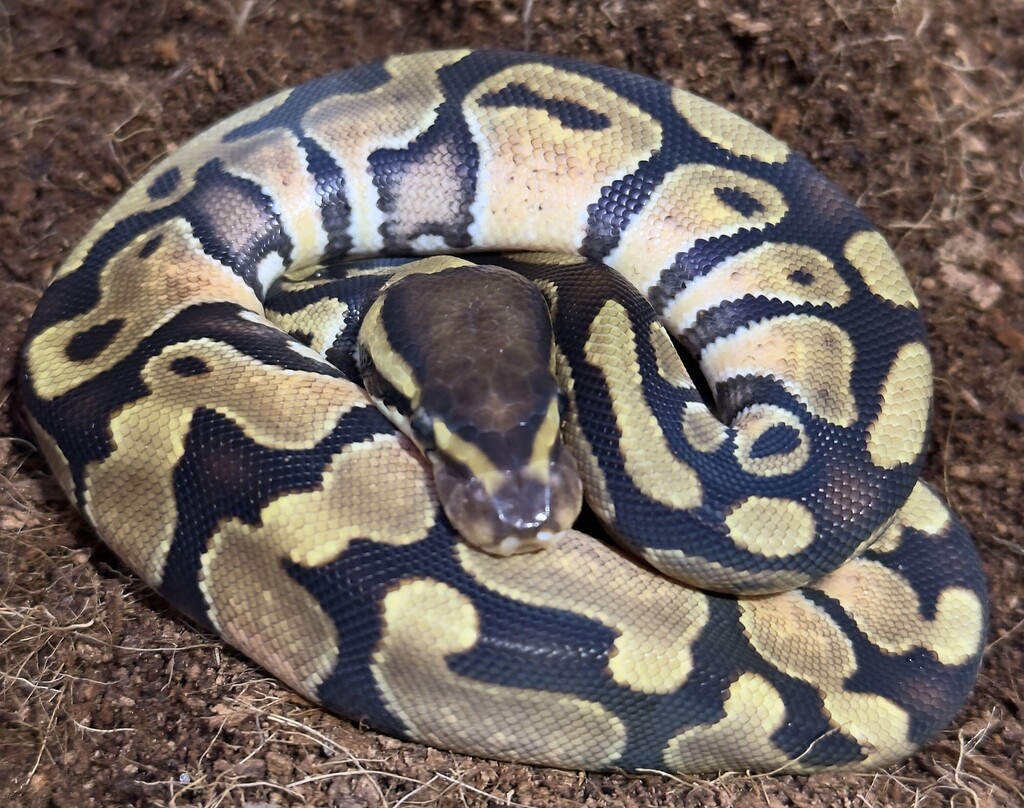 Help me identify these babies please - Ball Pythons - MorphMarket ...