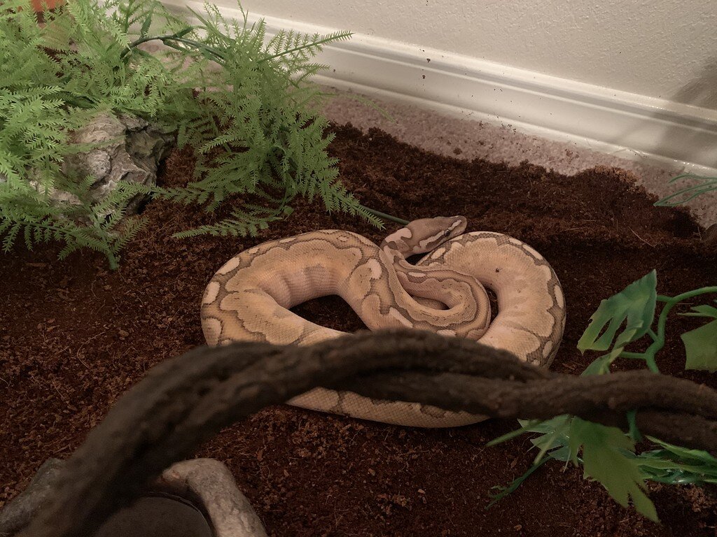 Is my BP overweight? - Ball Pythons - MorphMarket Reptile Community