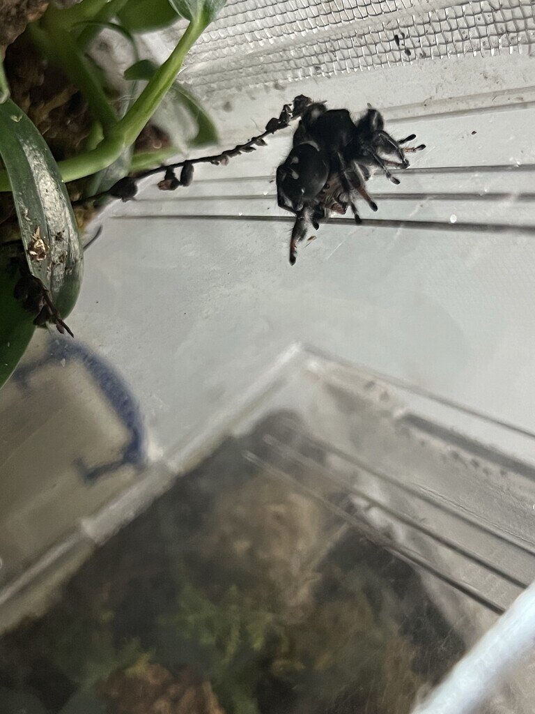 Jumping spider Breeding! 🕷️ - Spiders - MorphMarket Reptile Community