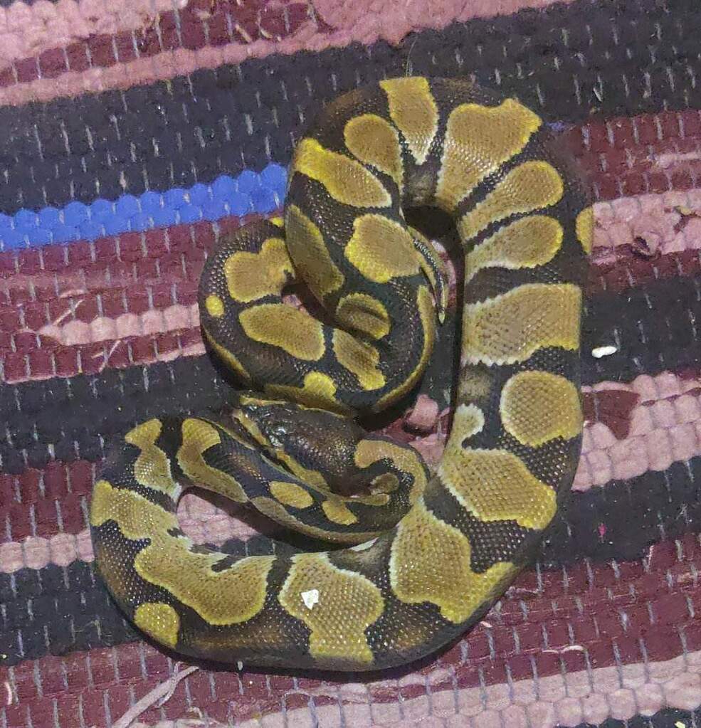 Help me to identify this morph ! Just bought it ,and just discover this ...