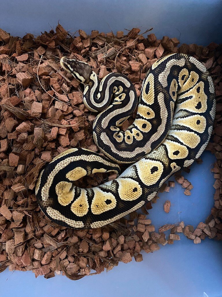 New pickups. Identification help! - Ball Pythons - MorphMarket Reptile ...