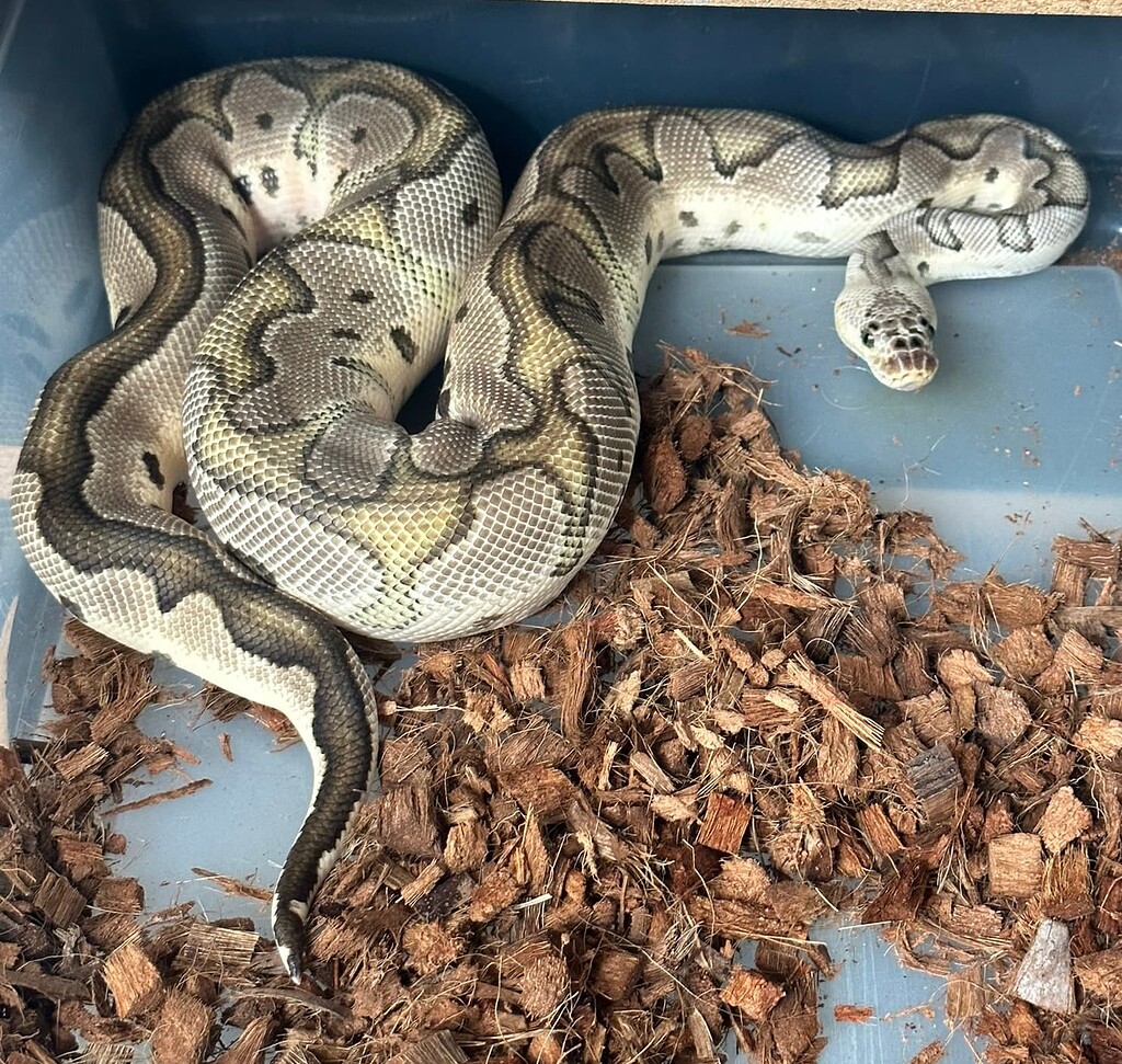 Looking for some gene ID help with OD clown clutch! - Ball Pythons ...