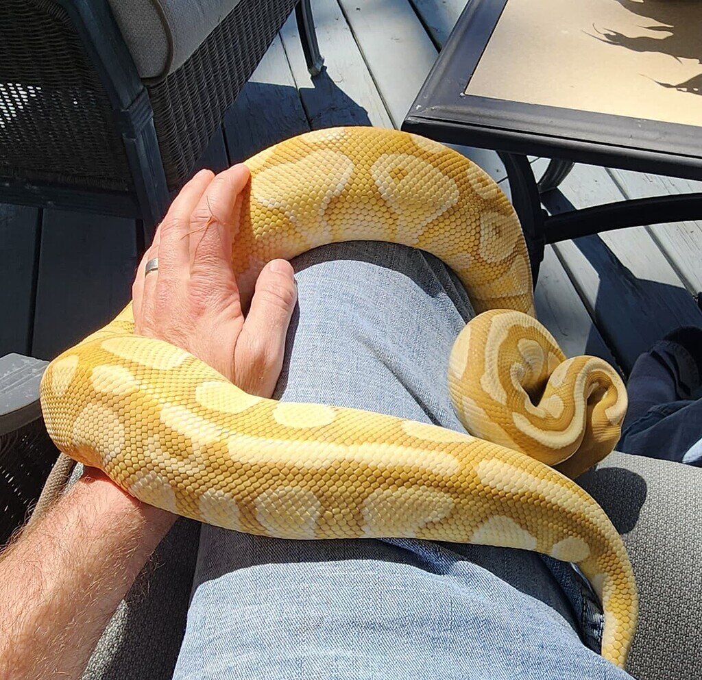 Hatchling ID help please - Ball Pythons - MorphMarket Reptile Community