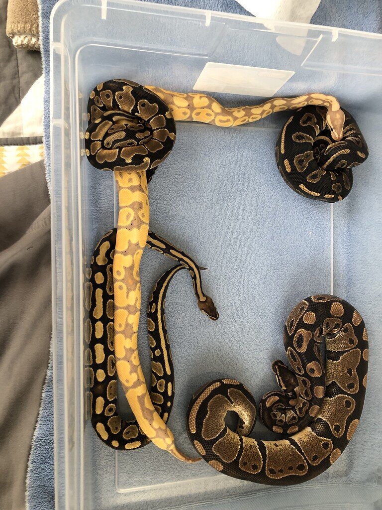 I’ll take a tub of ball pythons to go please! - All Reptiles ...