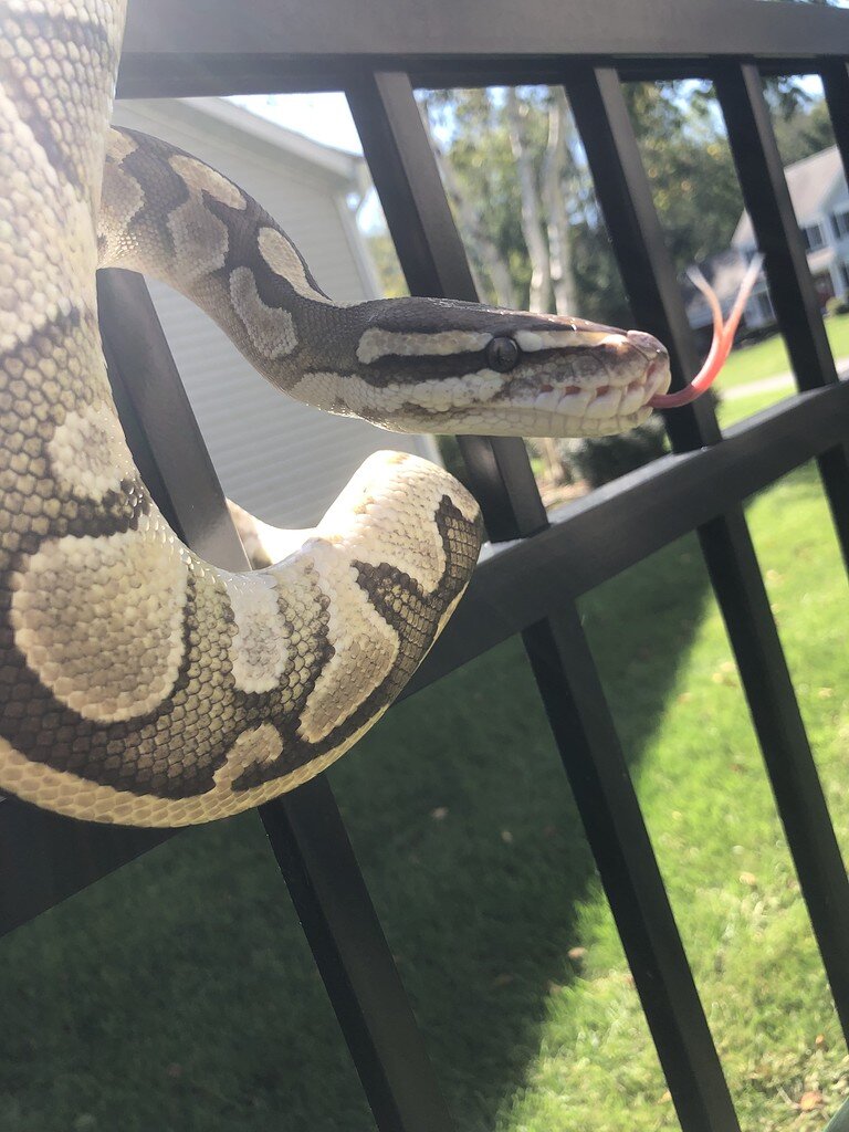 Photography tips - Ball Pythons - MorphMarket Reptile Community