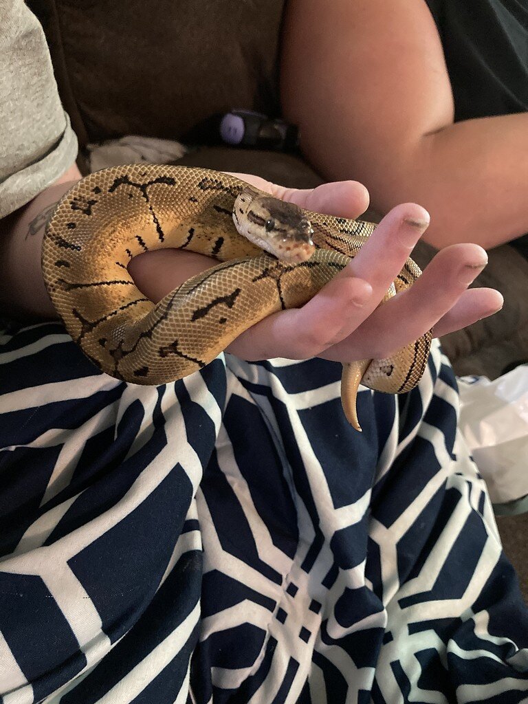 Cute little snoot - Ball Pythons - MorphMarket Reptile Community