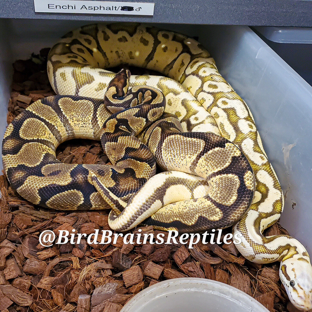 2021 pairings for 2025 combos - Ball Pythons - MorphMarket Reptile ...