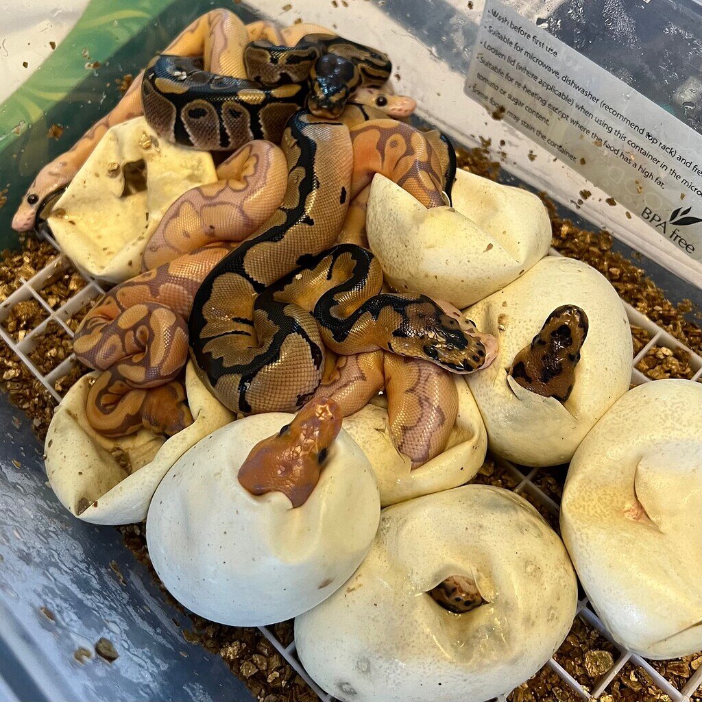 Beautiful Blade Clown Clutch - Ball Pythons - MorphMarket Reptile Community