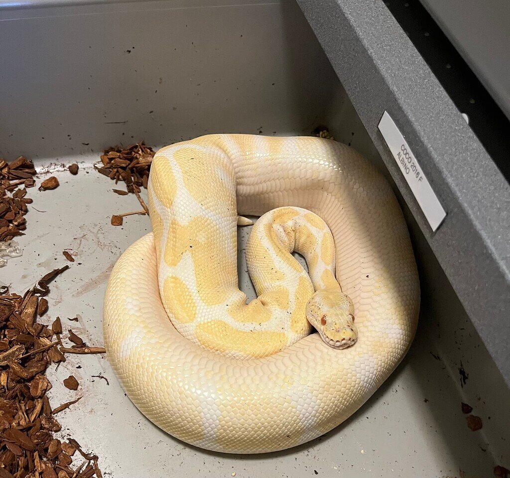 What stage in pregnancy - Ball Pythons - MorphMarket Reptile Community