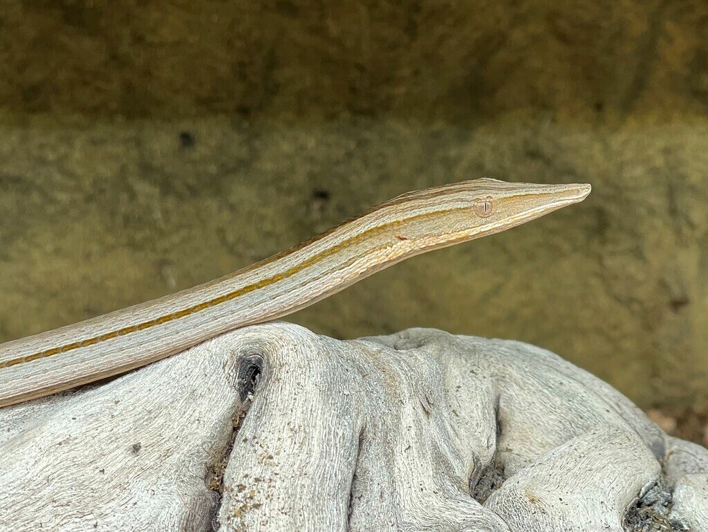 I told myself I would not keep anything with legs - Other Lizards ...