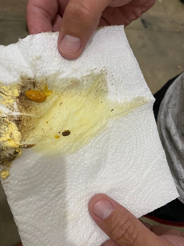 Weird orange poop - Boa Constrictors - MorphMarket Reptile Community