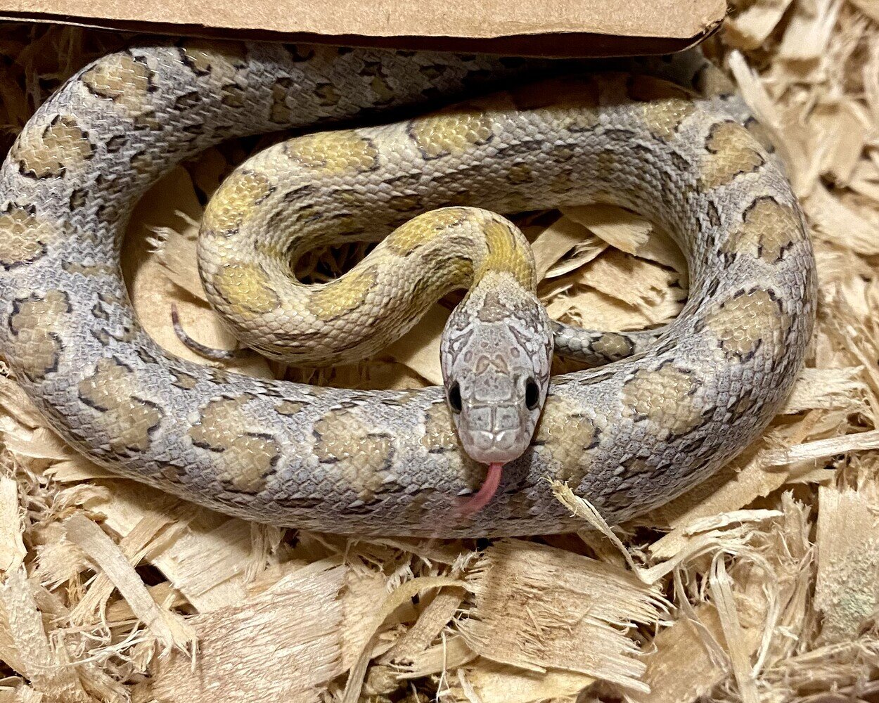 Bantam Corns: Possible New Mutation - Corn Snakes - MorphMarket Reptile ...