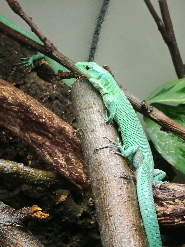 New to my collection, keel bellied lizards - Other Lizards ...