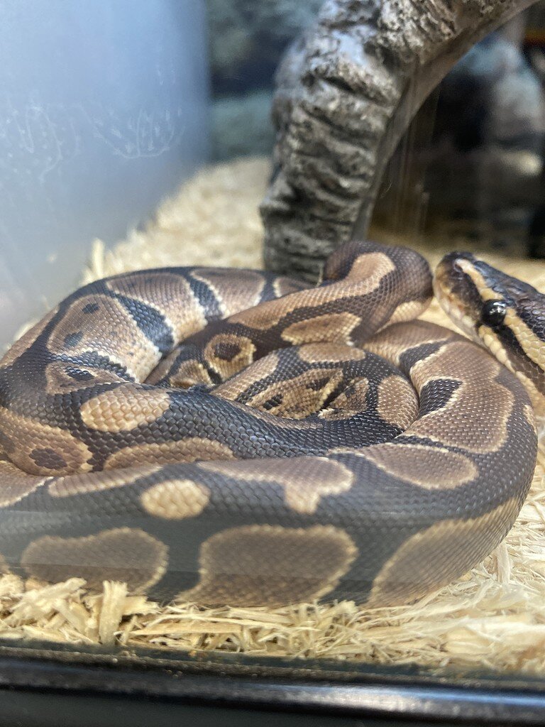 Morph ID help? - Ball Pythons - MorphMarket Reptile Community