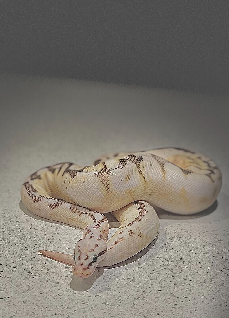 In need of help identifying morphs - Ball Pythons - MorphMarket Reptile Community