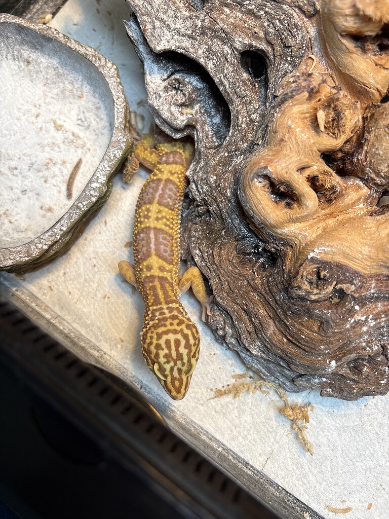 Can anyone help me Identify my geckos morph? - Leopard Geckos ...