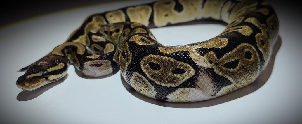 Show me your Alien heads - Ball Pythons - MorphMarket Reptile Community