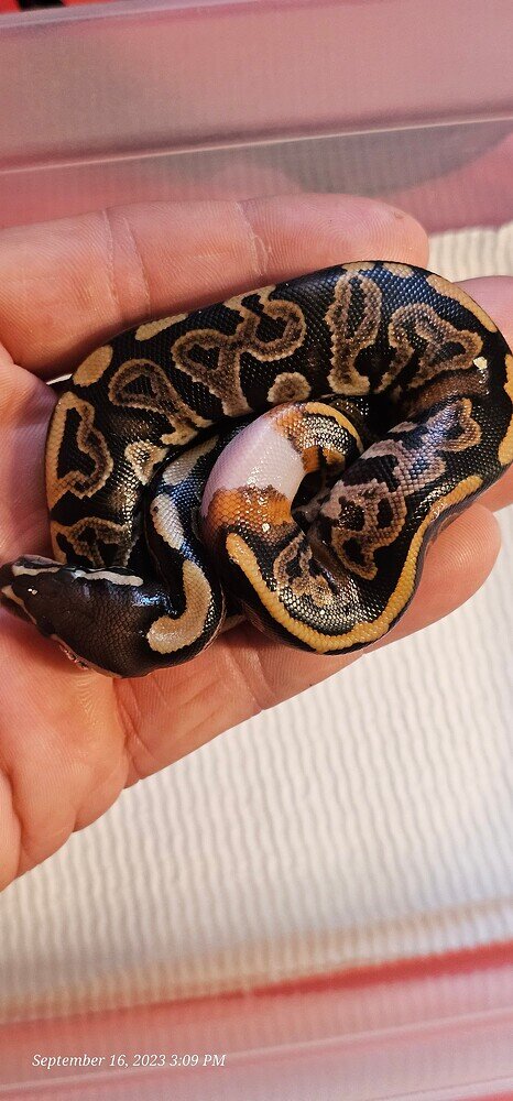 Shocked to have hatched truly purple snakes! - Ball Pythons ...