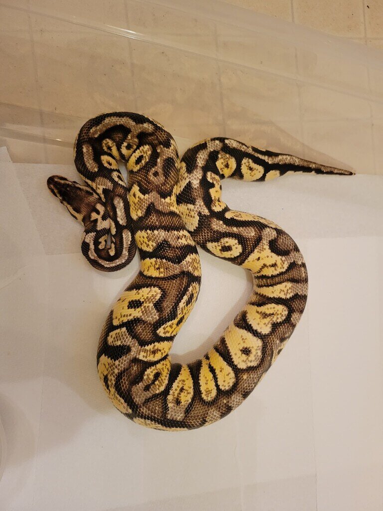 Male calico/sugar?Morph id help? - Ball Pythons - MorphMarket Reptile ...