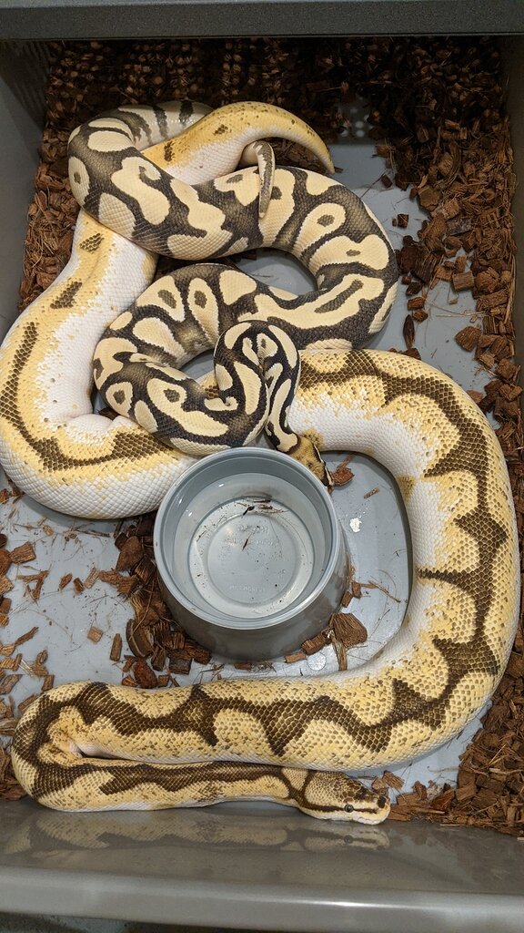First couple locks of the season - Ball Pythons - MorphMarket Reptile ...