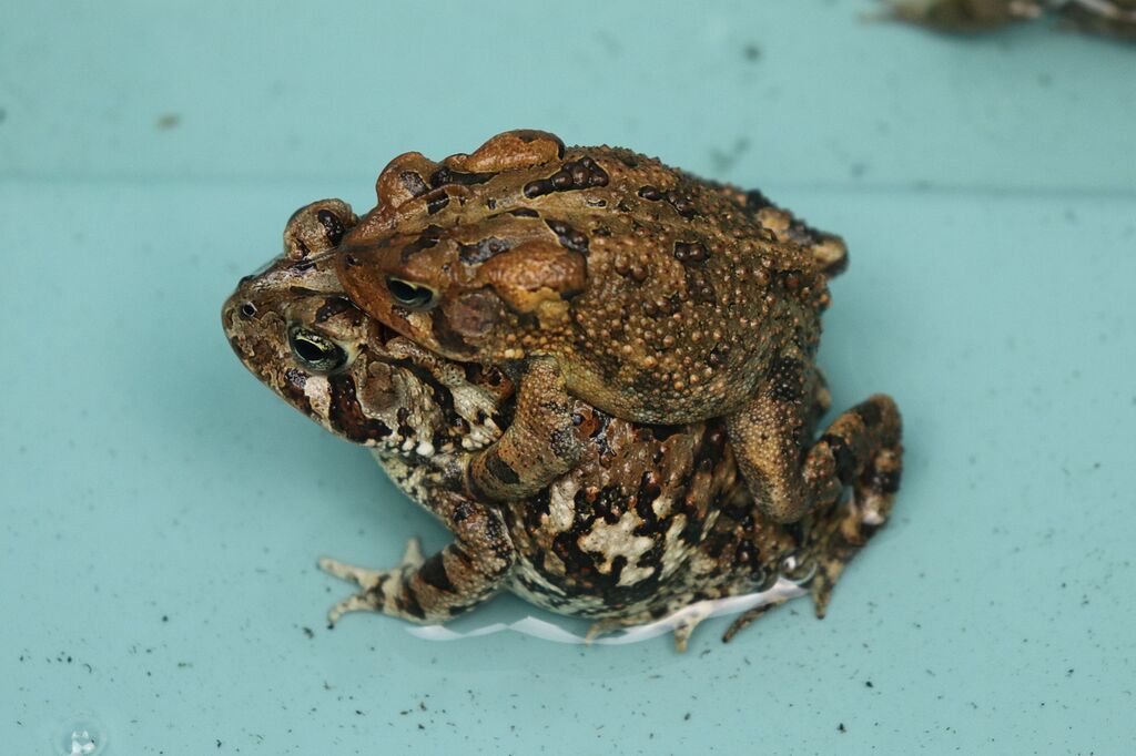 North Carolina Locality Southern Toads Bred For The First Time - Other ...