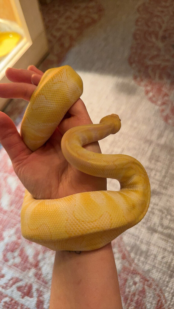 Confused on my Shed Test - Ball Pythons - MorphMarket Reptile Community