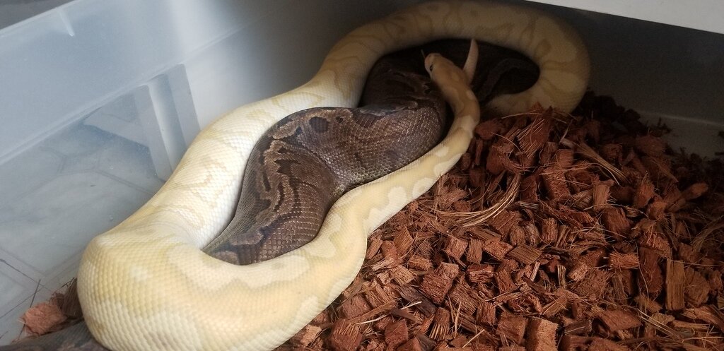Finally Breeding! - Ball Pythons - MorphMarket Reptile Community