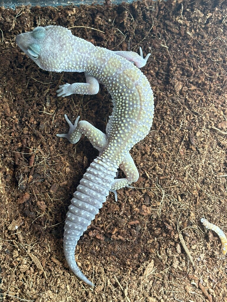 Need help identifying my Leo gecko morph - Leopard Geckos - MorphMarket ...