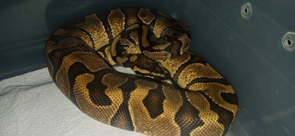 Weighing in for the '23-'24 breeding season - Ball Pythons ...