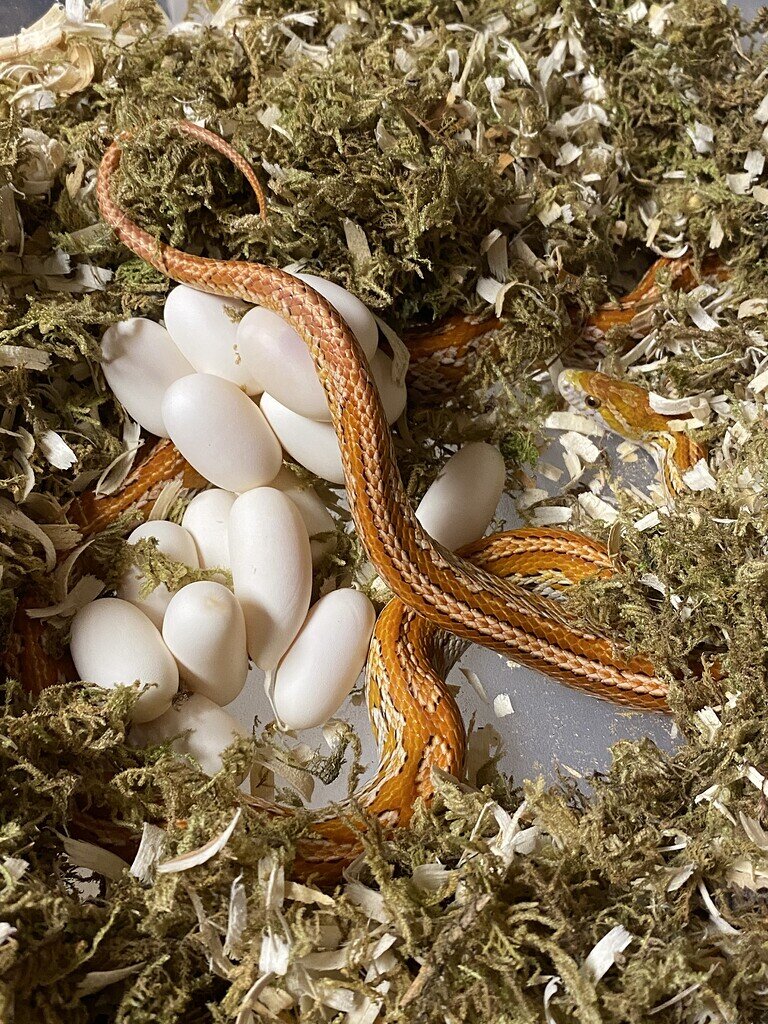 More eggs! Second clutch of the year. :) - Corn Snakes - MorphMarket ...