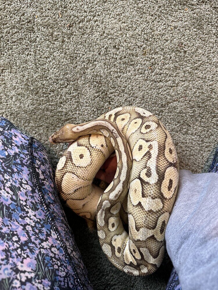 Need help identifying the morph of my ball python - Ball Pythons - MorphMarket Reptile Community