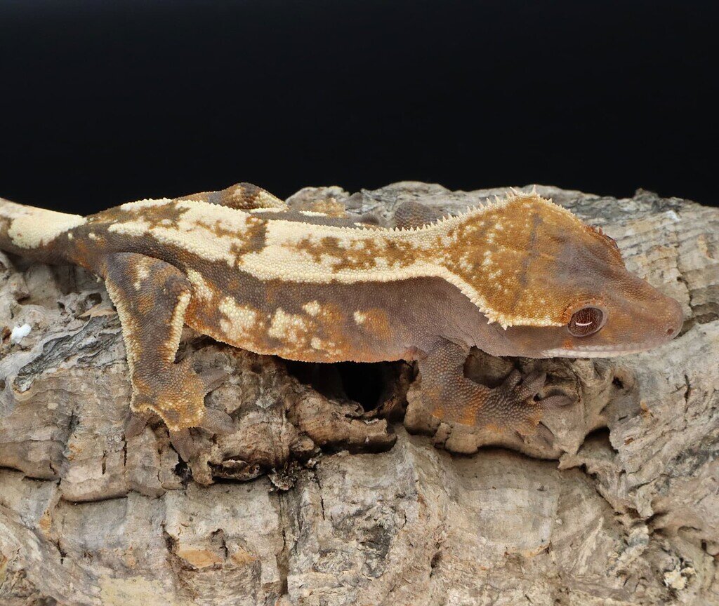 Sable Gene in Crested Geckos [Done] - Genetics & Species - MorphMarket ...