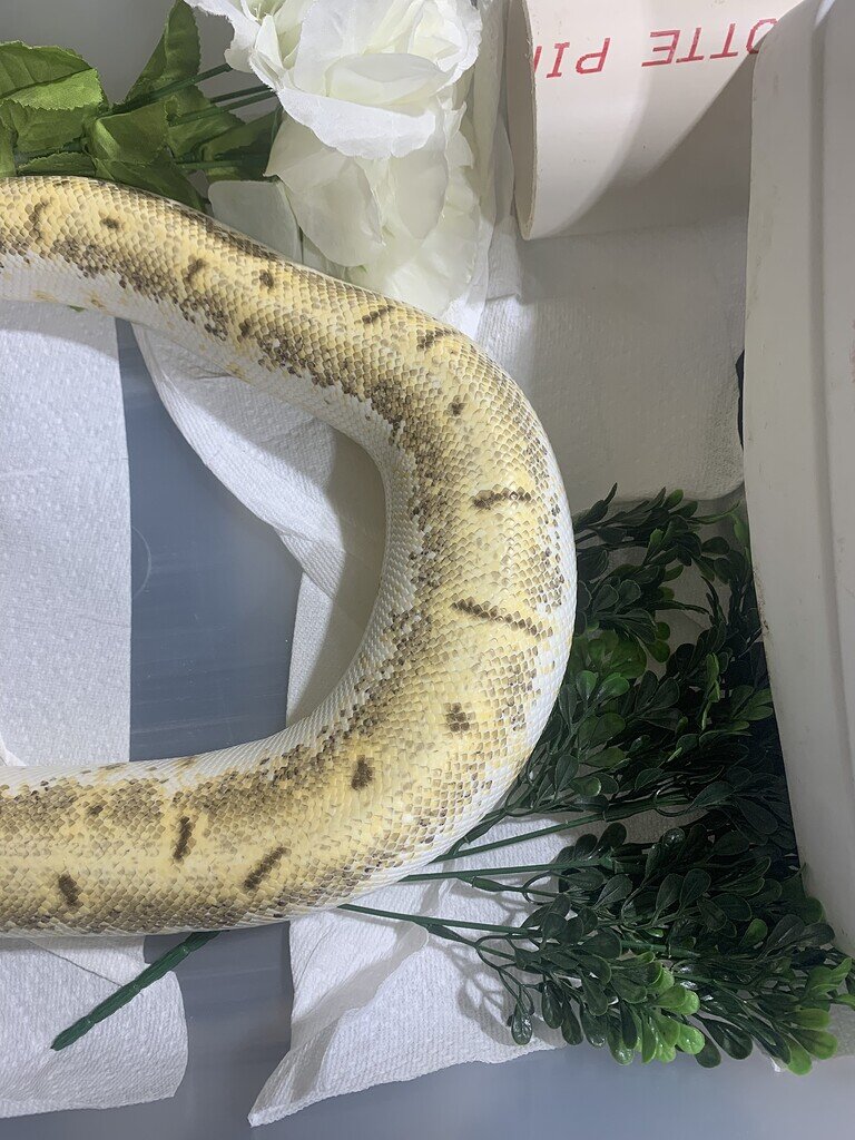 The Waiting! - All Reptiles - MorphMarket Reptile Community