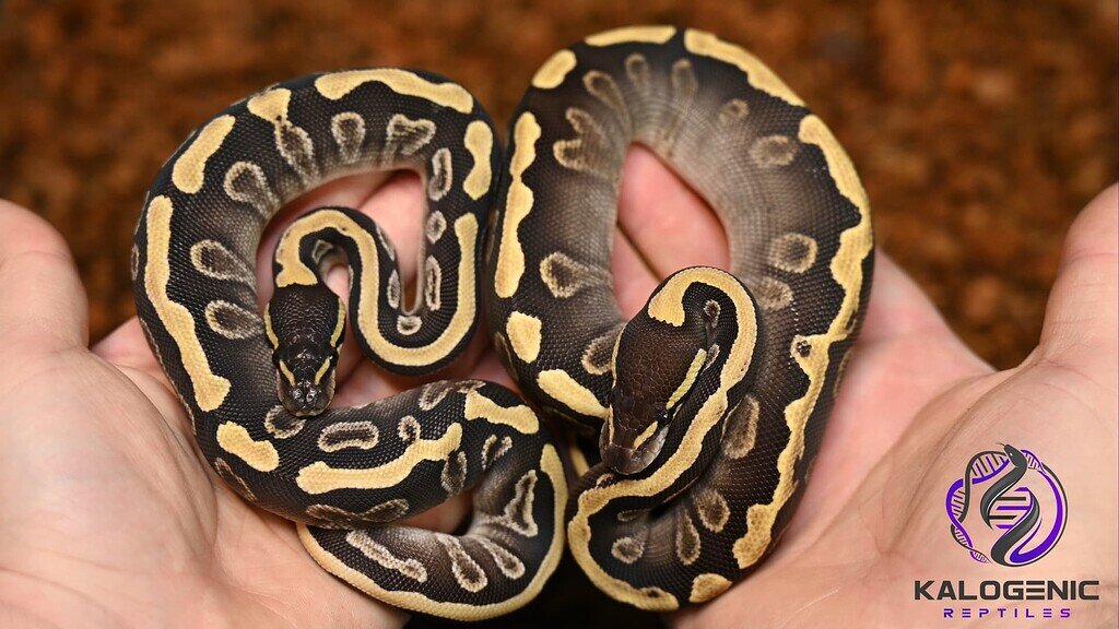 Photo break in-between cleaning - Ball Pythons - MorphMarket Reptile ...