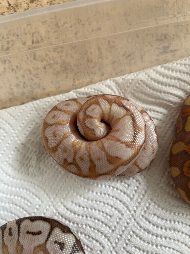 Help With Coral Glow Spider Yellow Belly X Lesser Pairing - Ball ...