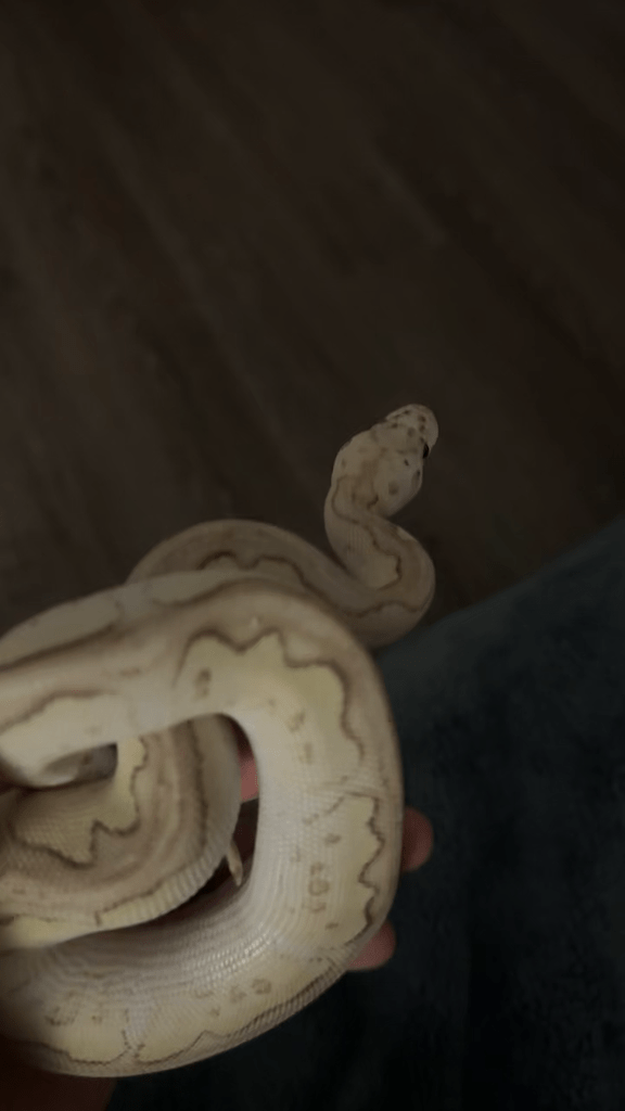 Shed questions!? - Ball Pythons - MorphMarket Reptile Community