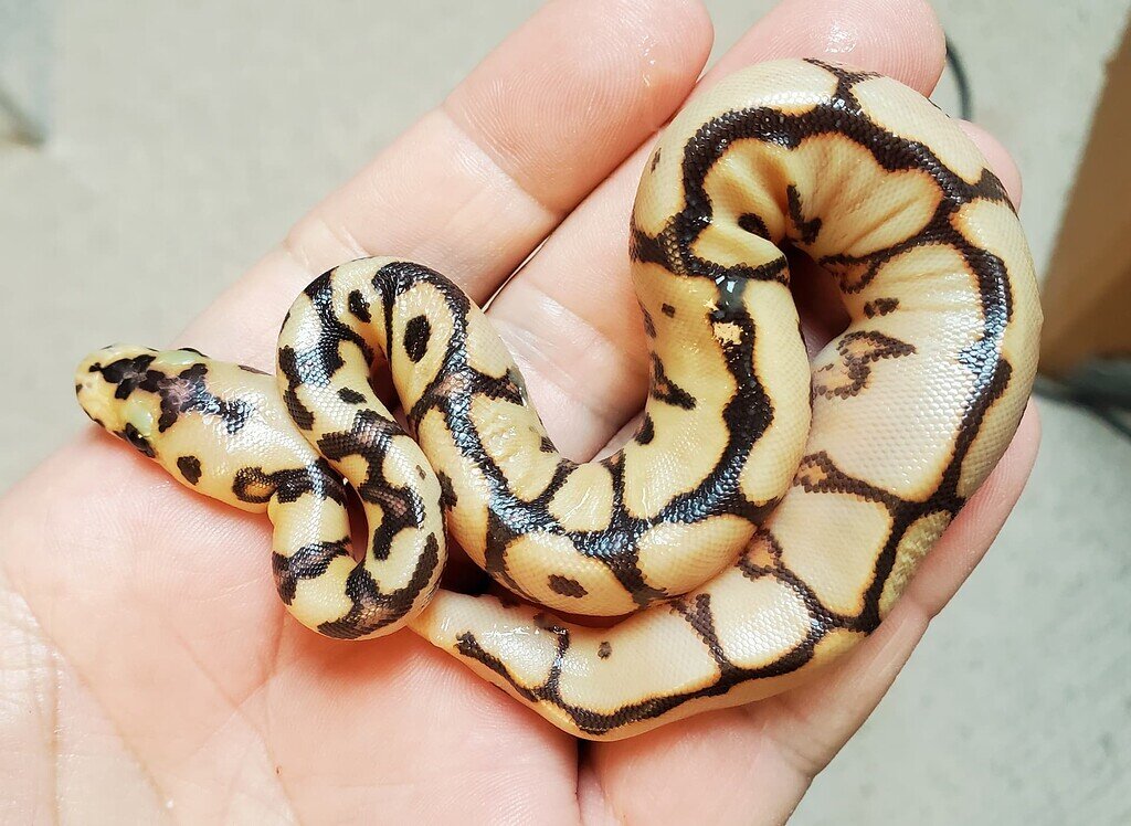 Update on Sir Fang - Ball Pythons - MorphMarket Reptile Community