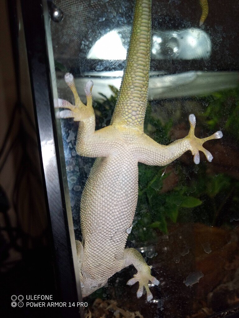 Male or female - Other Geckos - MorphMarket Reptile Community