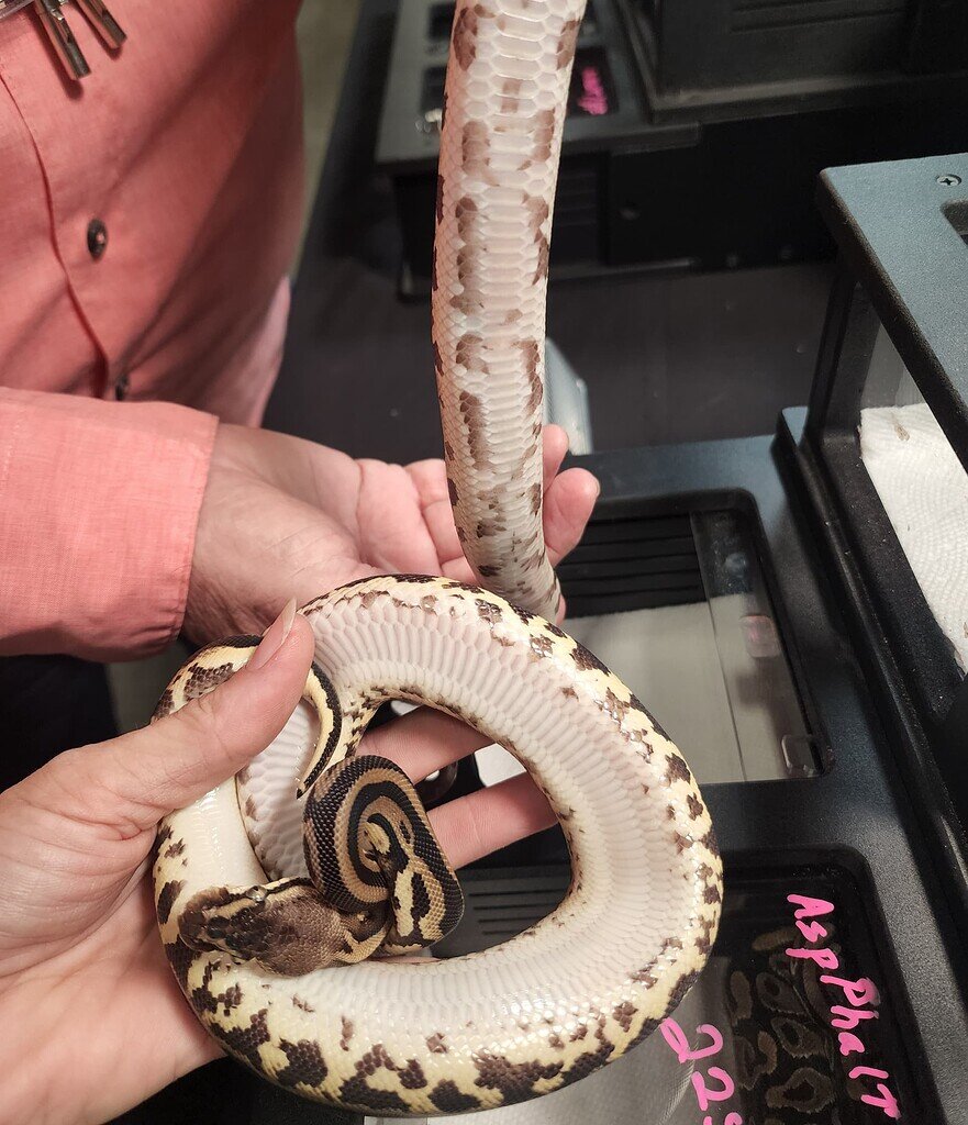 Weird one I found - Ball Pythons - MorphMarket Reptile Community