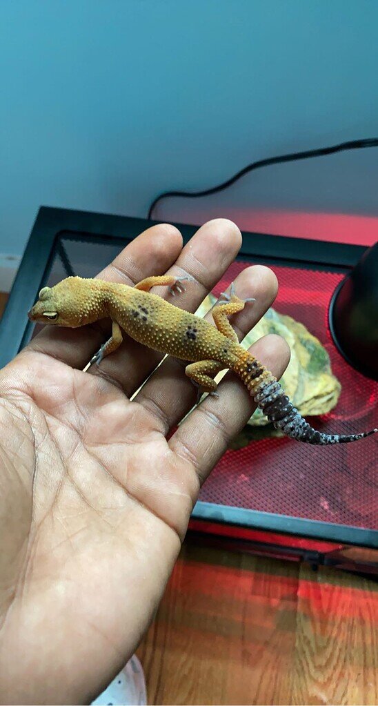 Help With Leopard Gecko Identification - Leopard Geckos - MorphMarket ...