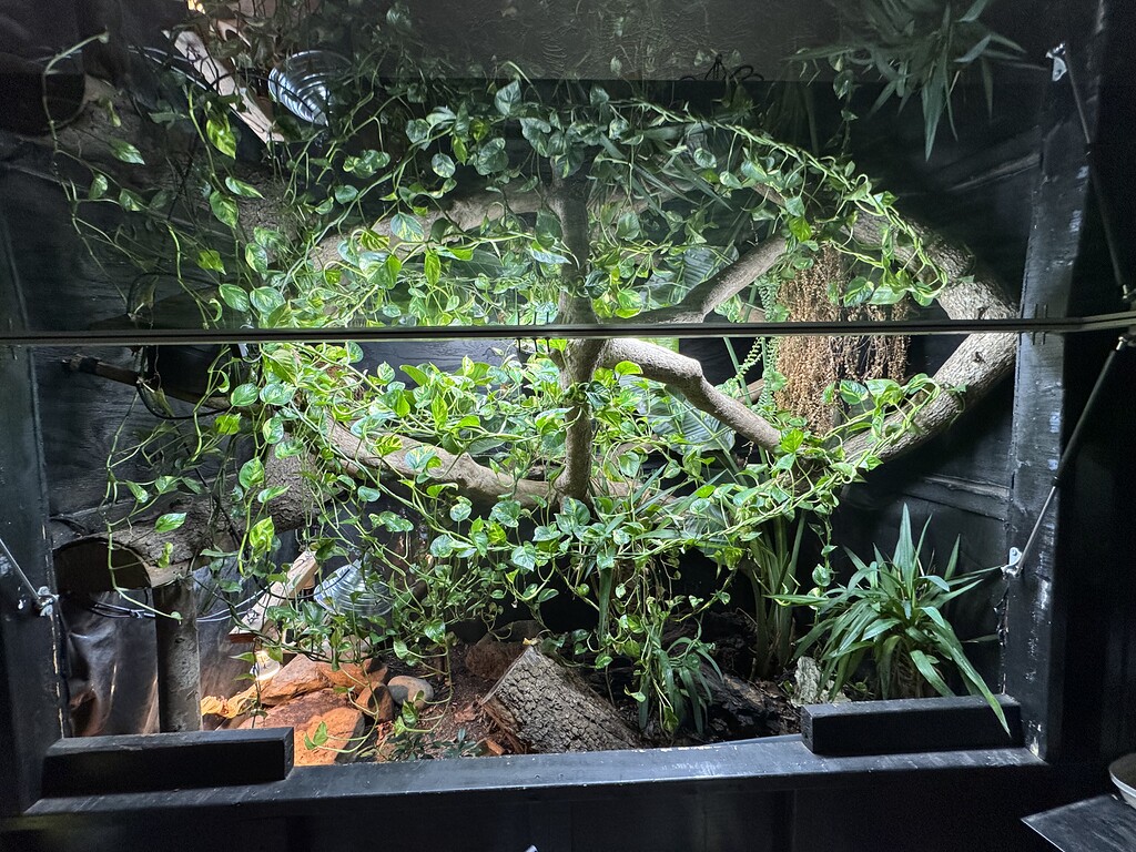 Savannah monitor bioactive enclosure - Enclosures & Setups ...