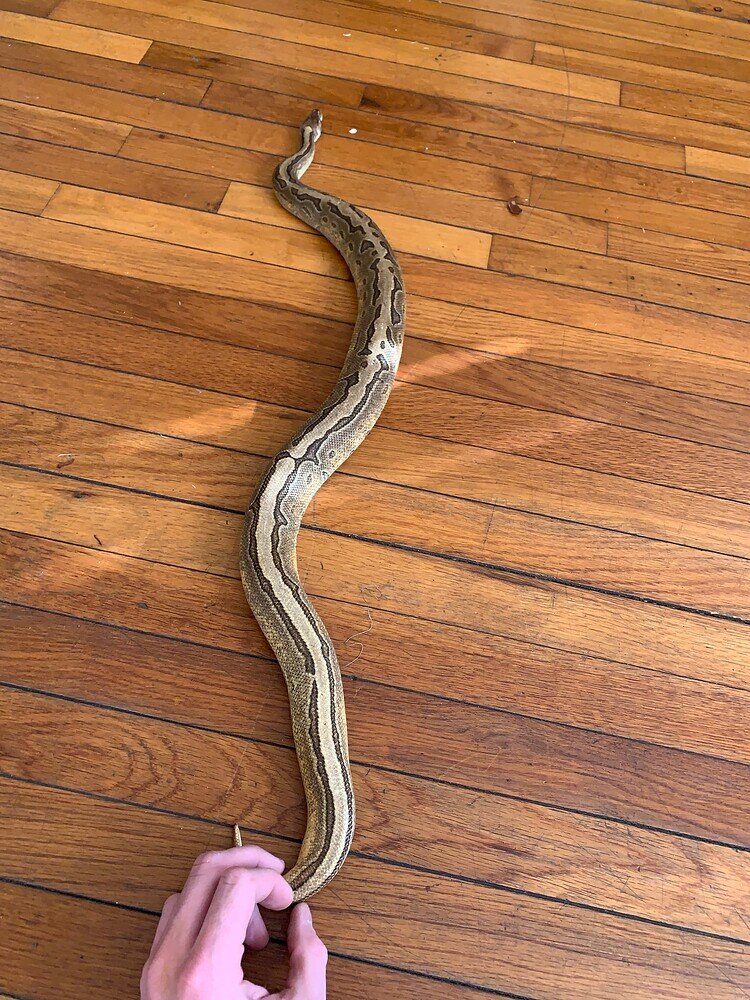 Does My Ball Python Have Scale Rot? - Ball Pythons - MorphMarket ...