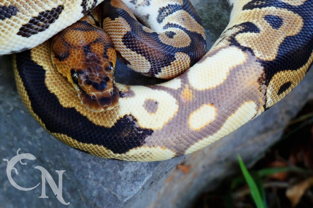 The Beauty of Paradox - Ball Pythons - MorphMarket Reptile Community