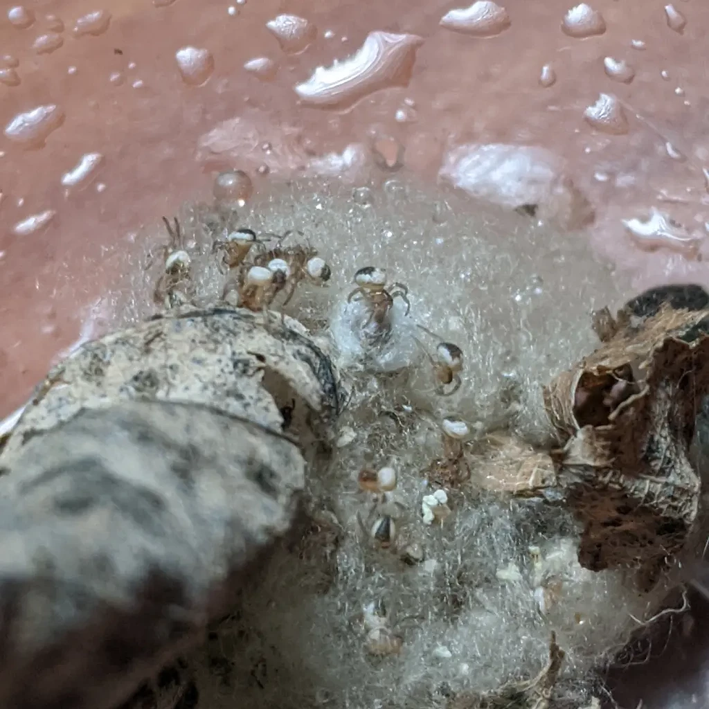 Surprise! Baby orbweavers - Spiders - MorphMarket Reptile Community