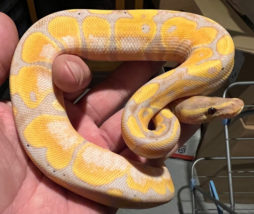 Tornado coral glows here we come 🌪️ - Ball Pythons - MorphMarket ...