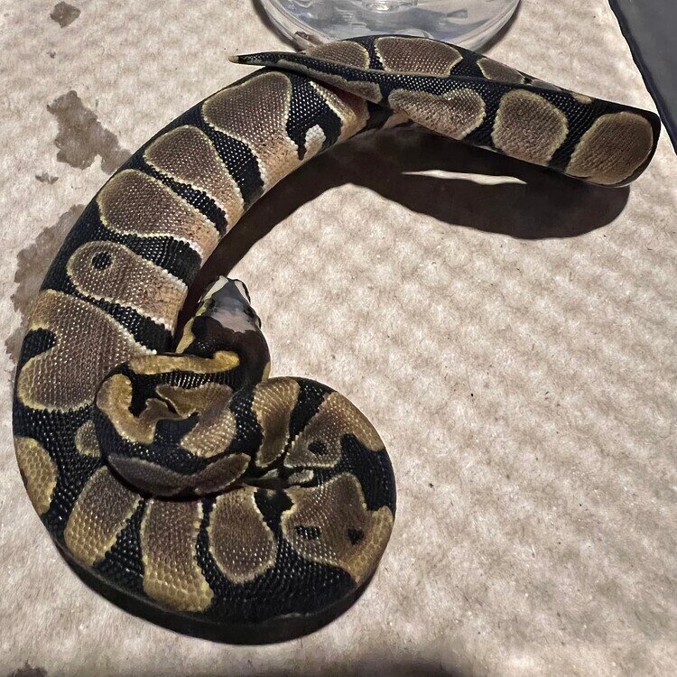 TORNADO x MICROSCALE CORAL GLOW - Ball Pythons - MorphMarket Reptile ...